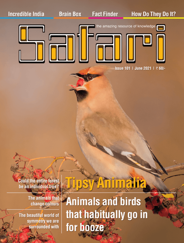 Safari Issue # 101 | Harshal Publications | Safari Magazine