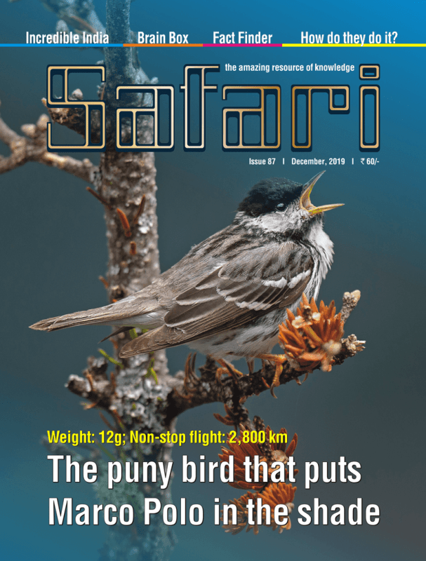Safari Issue # 87 | Harshal Publications | Safari Magazine